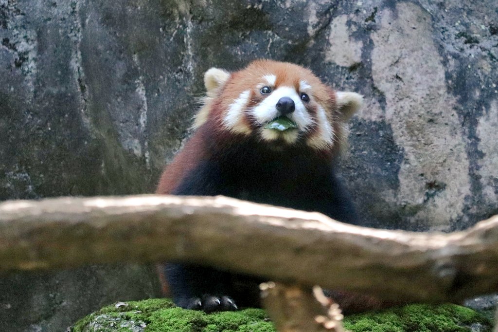 더쿠 푸릇푸릇한 야외방사장과 아주 잘 어울리는 붉은 털을 가진 서울대공원 레서판다 리안이 1살 시절
