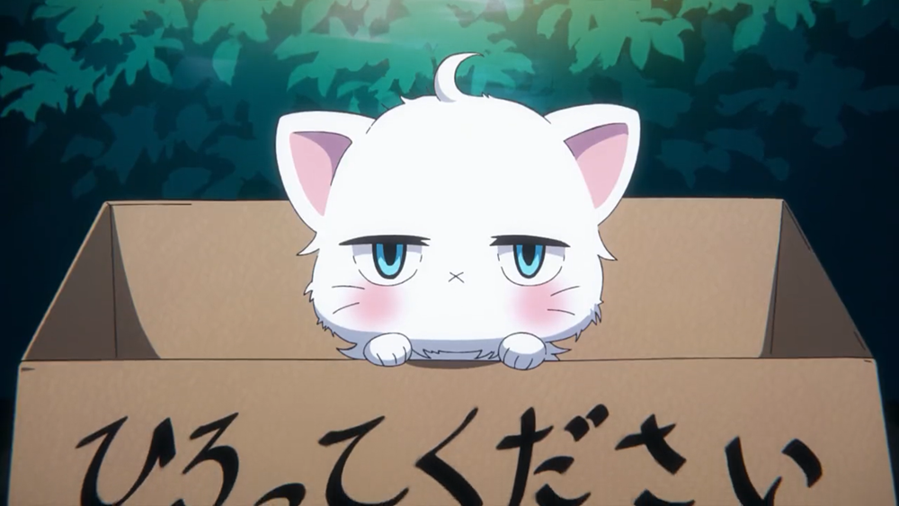 더쿠 - 10월부터 시작하는 애니 「새로운 상사는 귀여운 허당」에 나오는 흰색 아기고양이