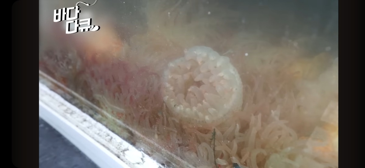 더쿠 - 부산 기장군에서 파는 말미잘 매운탕과 수육