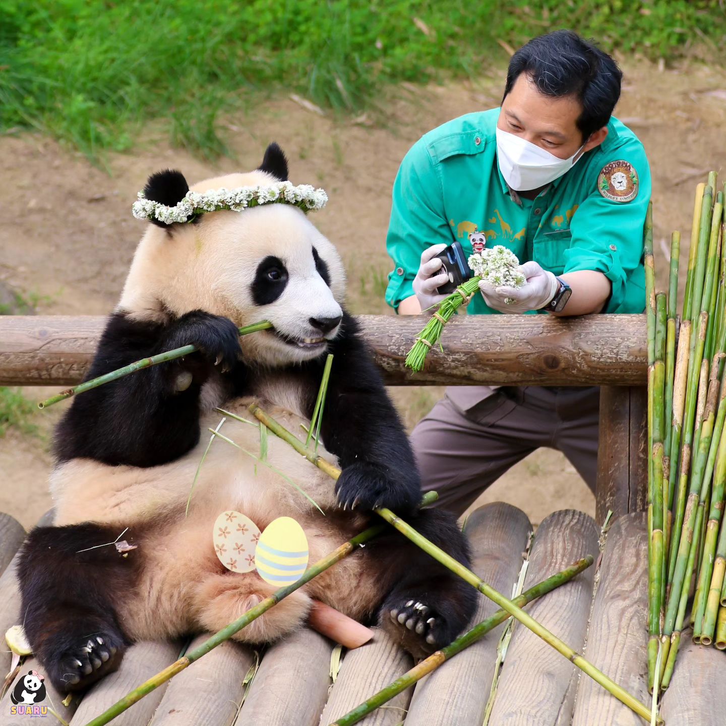 더쿠 - 푸바오 몰래 화관 씌우기 도전하는 작은할부지