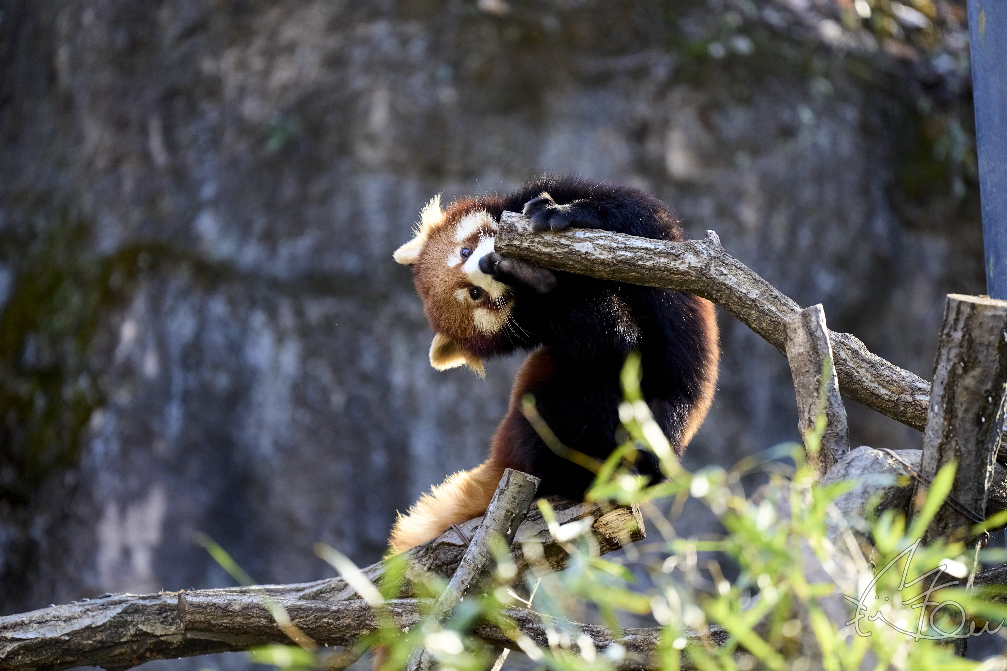더쿠 푸릇푸릇한 야외방사장과 아주 잘 어울리는 붉은 털을 가진 서울대공원 레서판다 리안이 1살 시절
