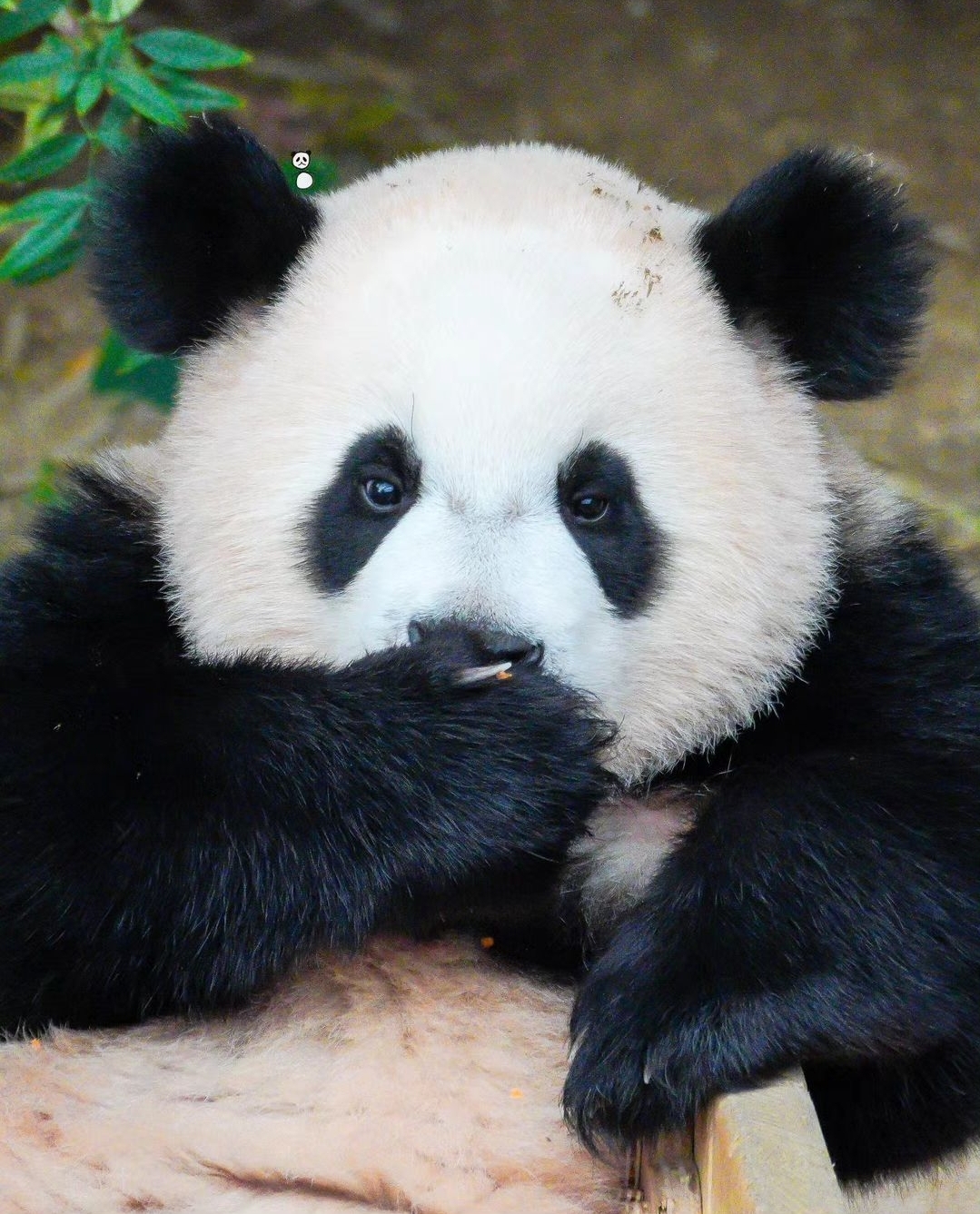 더쿠 - 루이 머 먹어요~~?~~?