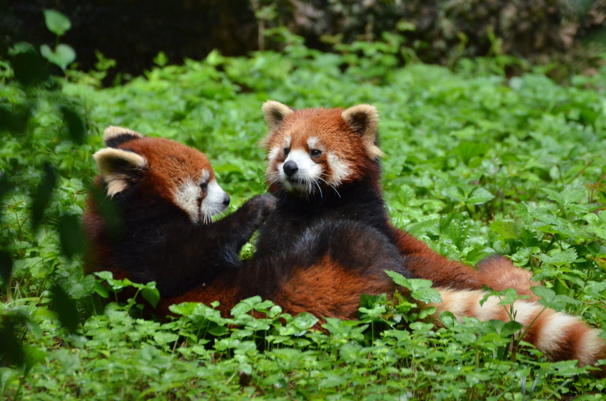 더쿠 푸릇푸릇한 야외방사장과 아주 잘 어울리는 붉은 털을 가진 서울대공원 레서판다 리안이 1살 시절