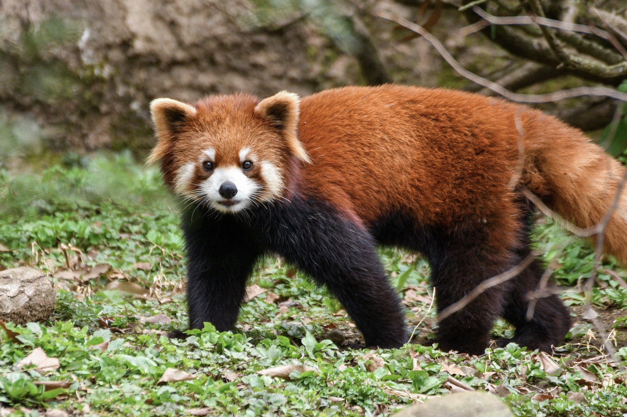 더쿠 푸릇푸릇한 야외방사장과 아주 잘 어울리는 붉은 털을 가진 서울대공원 레서판다 리안이 1살 시절