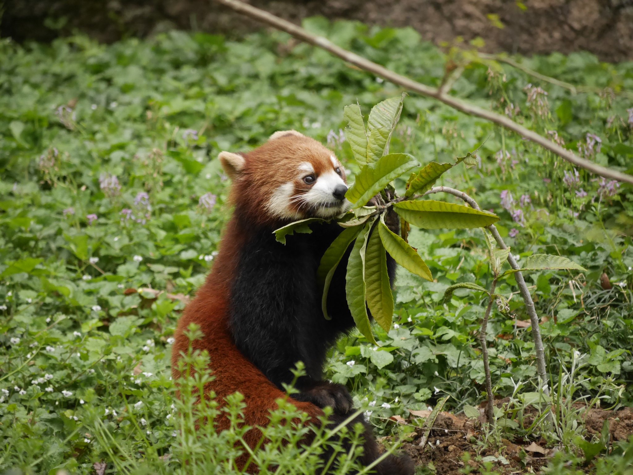 더쿠 푸릇푸릇한 야외방사장과 아주 잘 어울리는 붉은 털을 가진 서울대공원 레서판다 리안이 1살 시절