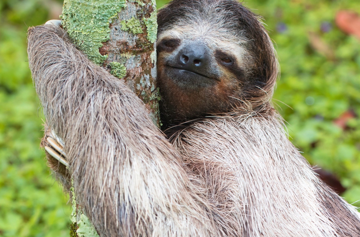 더쿠 아기 기린이 조는걸 보고 궁금해서 찾아봄 기린은 어떻게 자나