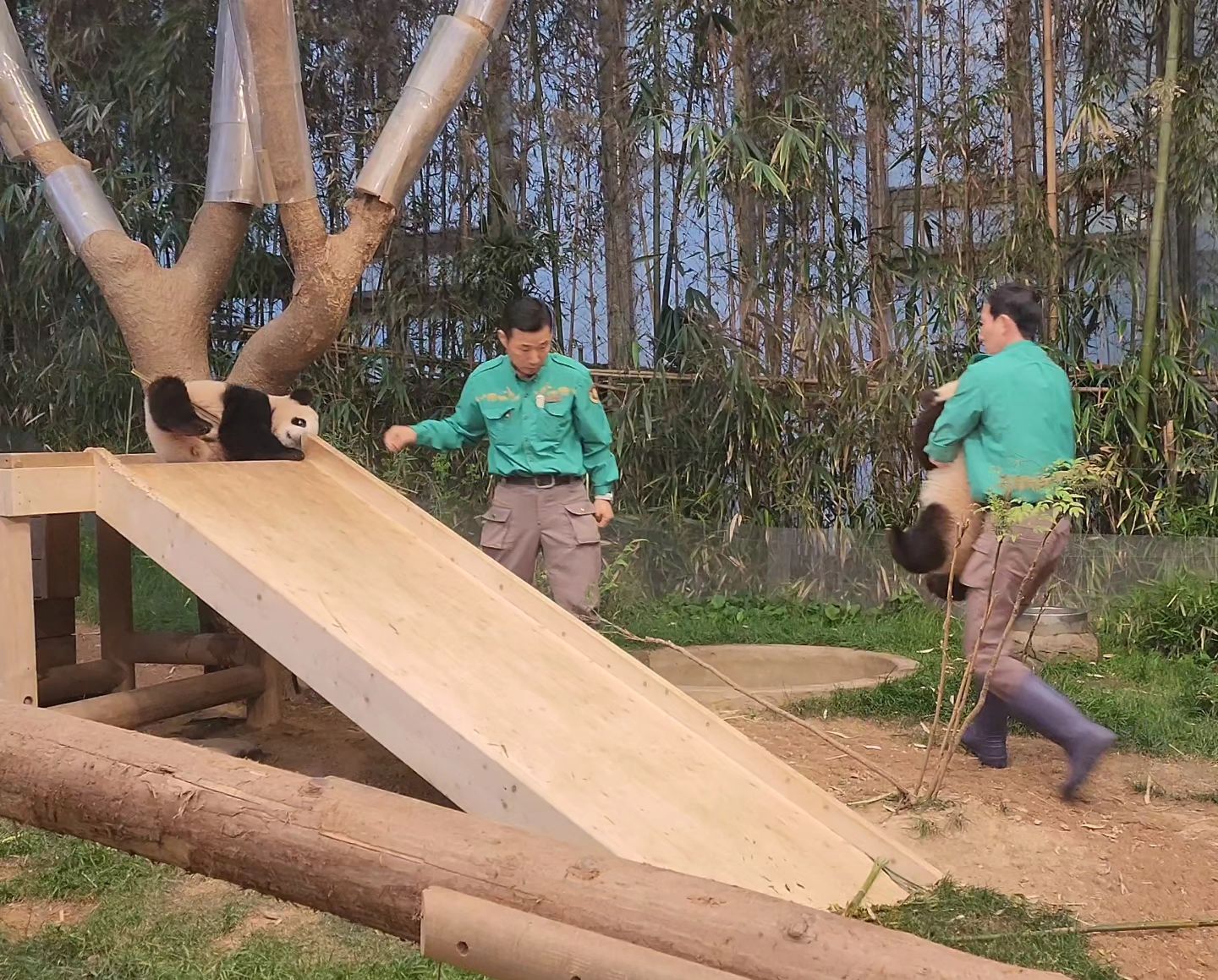 더쿠 - 쓰러진 남천이 발견한 강바오 ㅋㅋㅋㅋㅋㅋㅋ