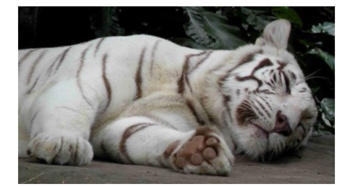 더쿠 아기 기린이 조는걸 보고 궁금해서 찾아봄 기린은 어떻게 자나