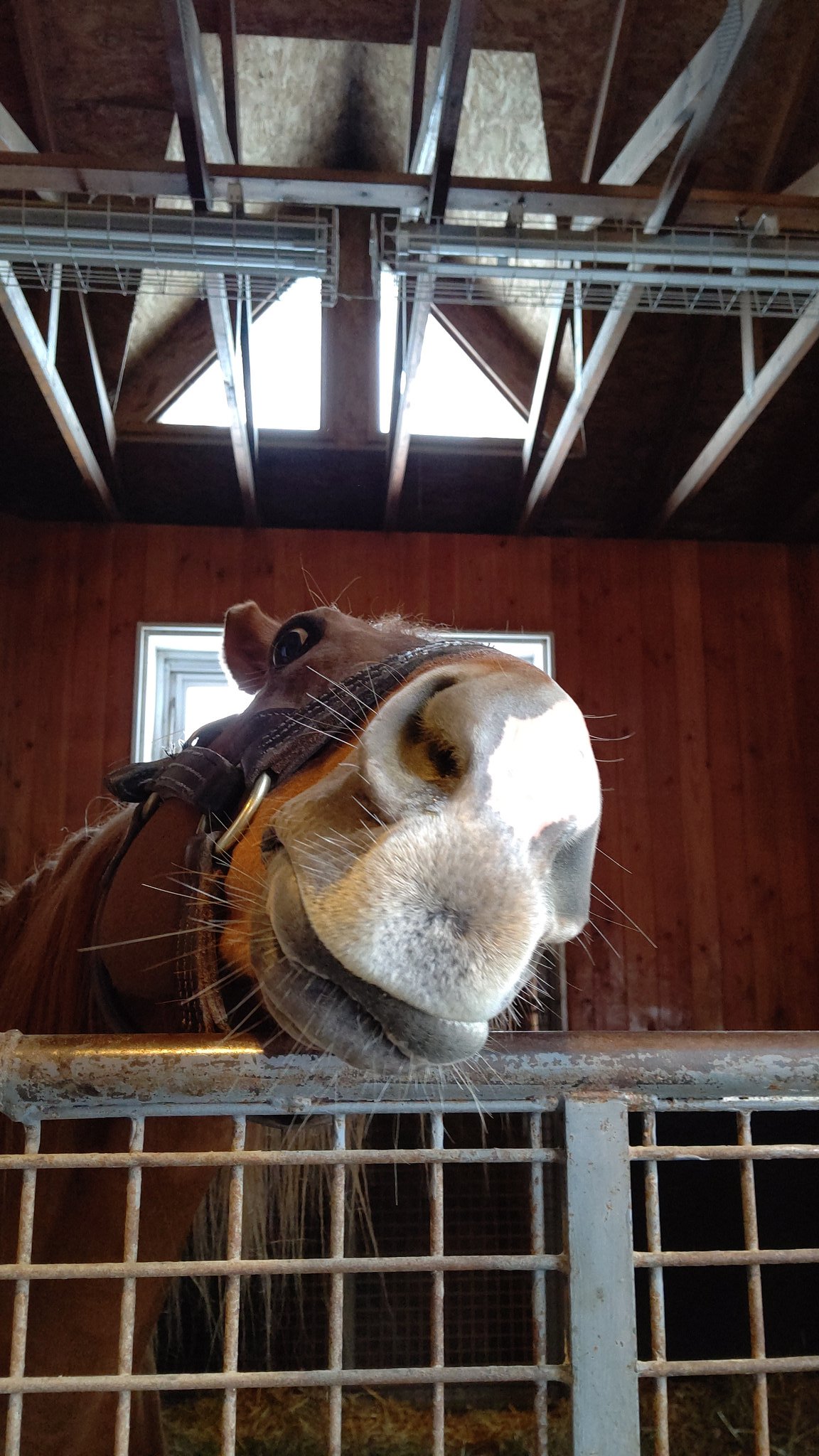 더쿠 - 금빛 반짝(경주마)