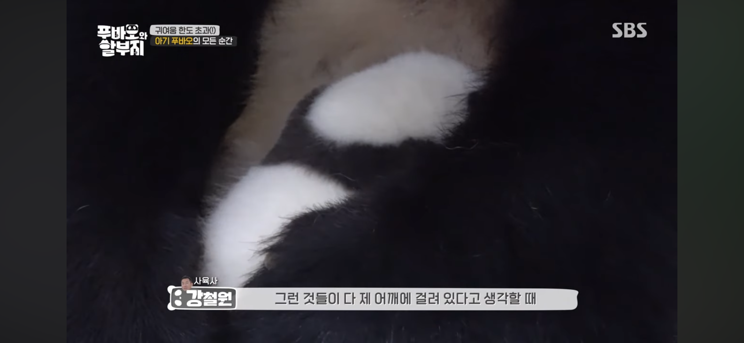 더쿠 강철원 사육사가 푸바오 키우면서 가장 힘들었던 시기