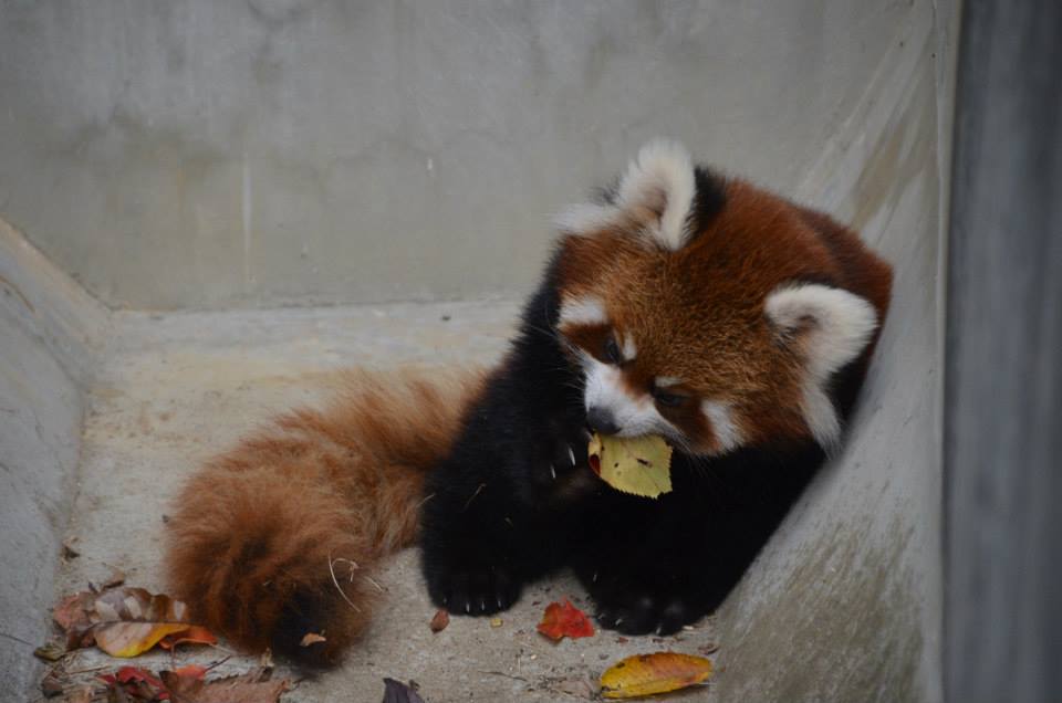더쿠 - 귀엽고 사랑스러운 0살 아기 레몬이 (에버랜드 레서판다)