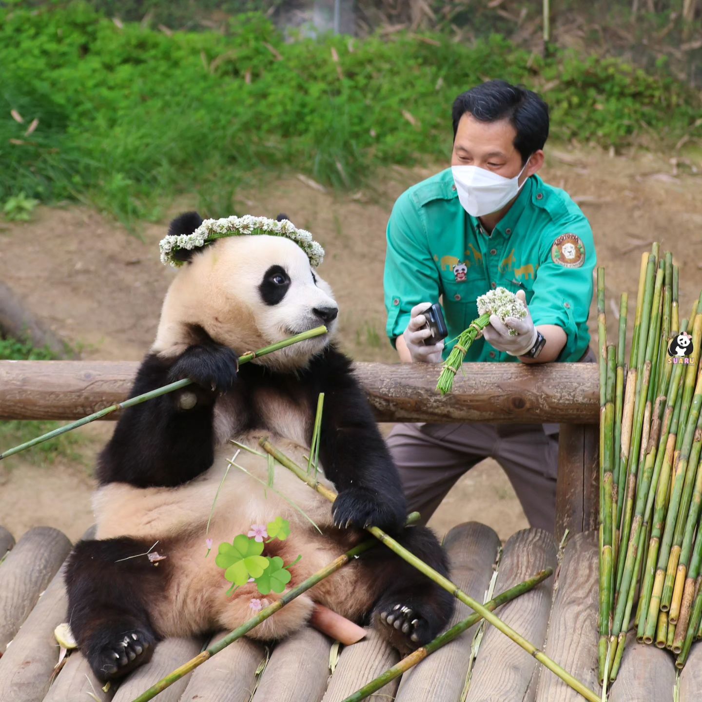더쿠 - 푸바오 몰래 화관 씌우기 도전하는 작은할부지