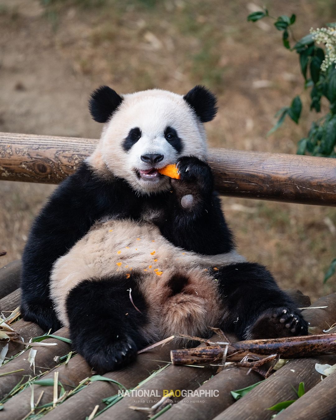 더쿠 - 임모들 오늘 저녁은 뽀끔바비로 하떼오