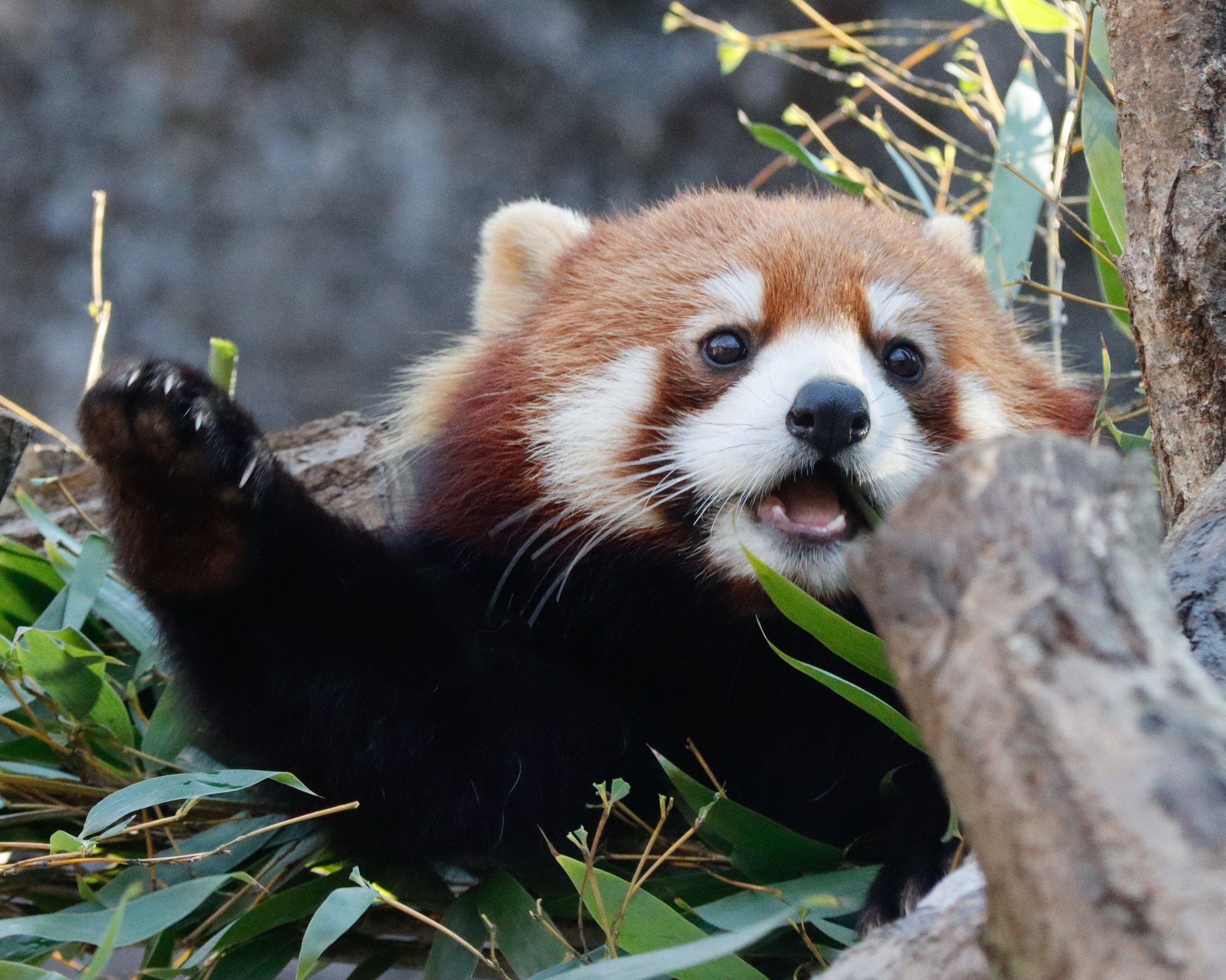 더쿠 푸릇푸릇한 야외방사장과 아주 잘 어울리는 붉은 털을 가진 서울대공원 레서판다 리안이 1살 시절