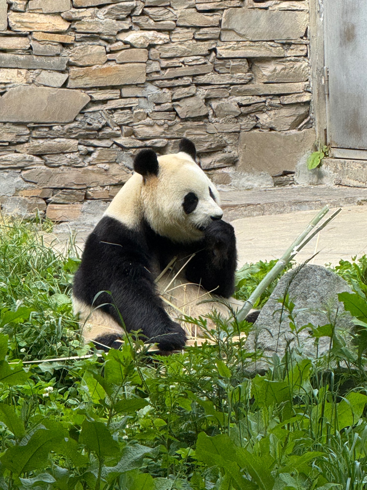 더쿠 - 오늘의 푸야