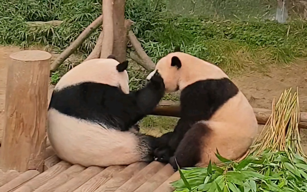 더쿠 - 엄마좋아판다♥︎