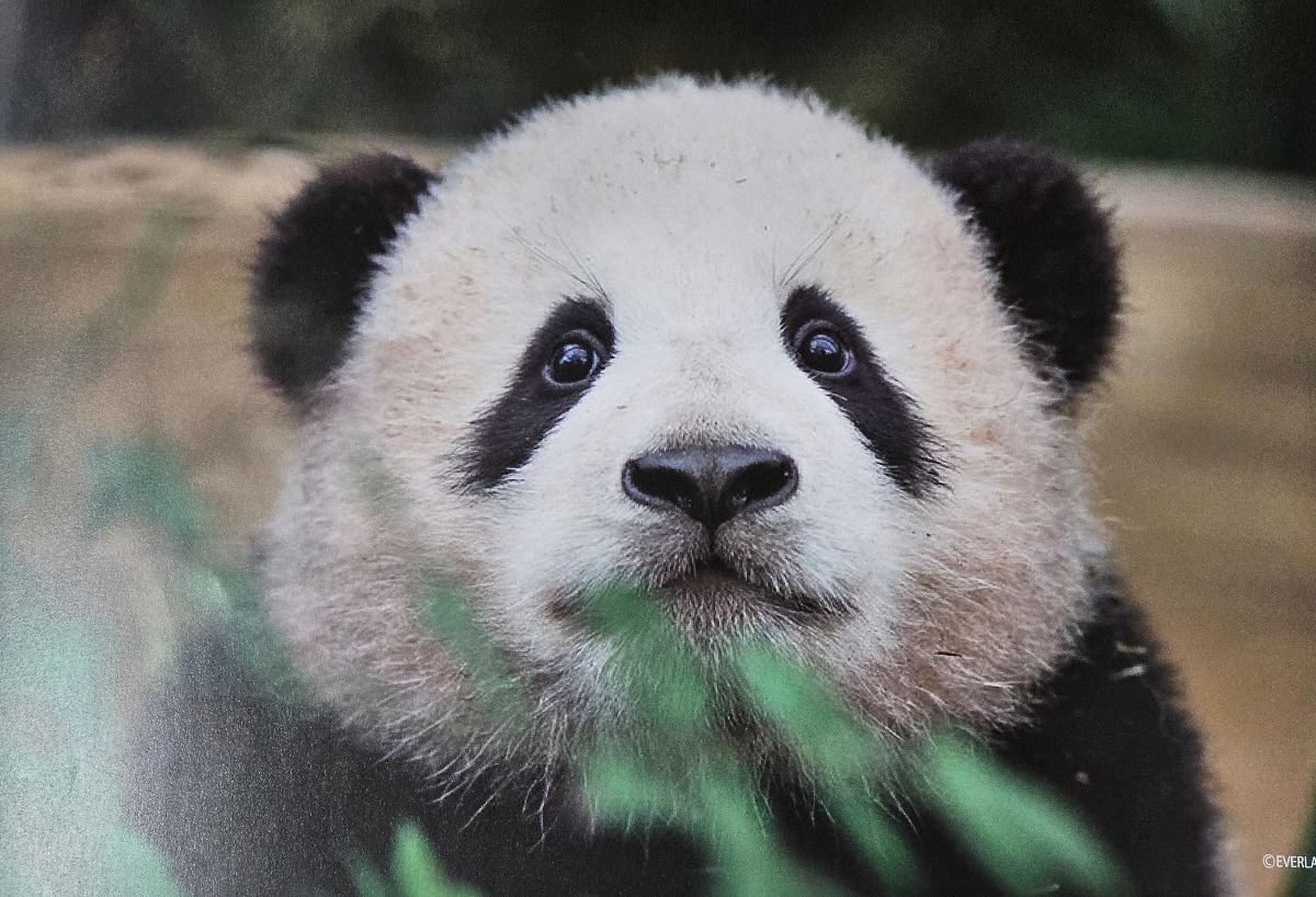 더쿠 - 푸바오 언니랑 넘 닮은 오늘자 루이바오.jpg