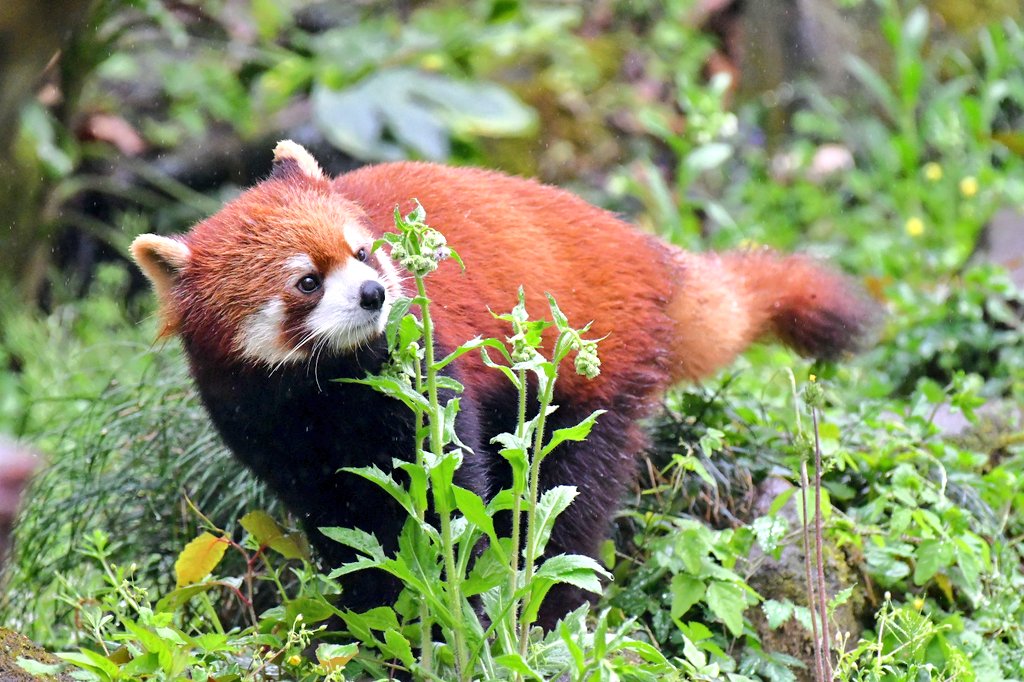 더쿠 푸릇푸릇한 야외방사장과 아주 잘 어울리는 붉은 털을 가진 서울대공원 레서판다 리안이 1살 시절