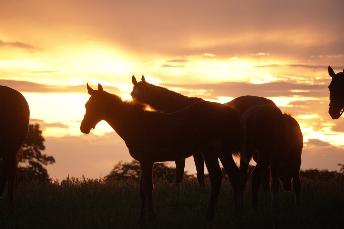 더쿠 - 목장 사진(경주마)