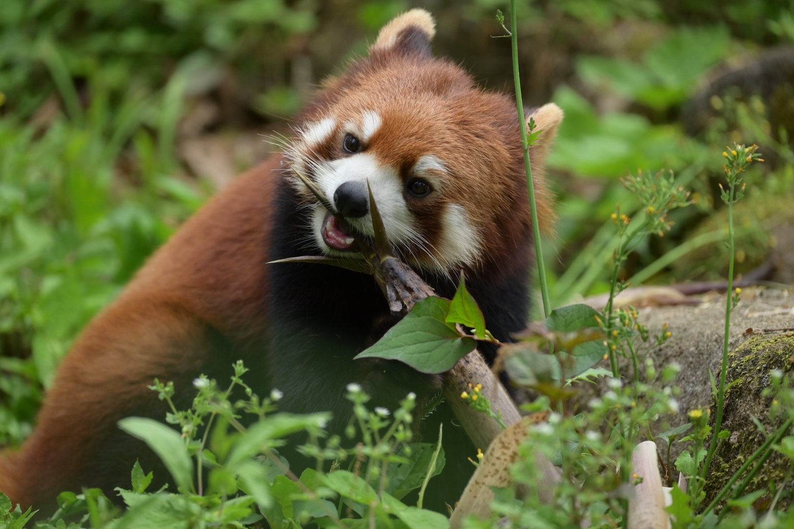 더쿠 푸릇푸릇한 야외방사장과 아주 잘 어울리는 붉은 털을 가진 서울대공원 레서판다 리안이 1살 시절