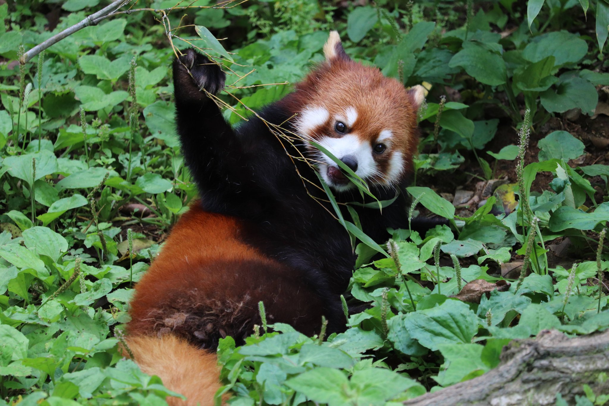 더쿠 푸릇푸릇한 야외방사장과 아주 잘 어울리는 붉은 털을 가진 서울대공원 레서판다 리안이 1살 시절