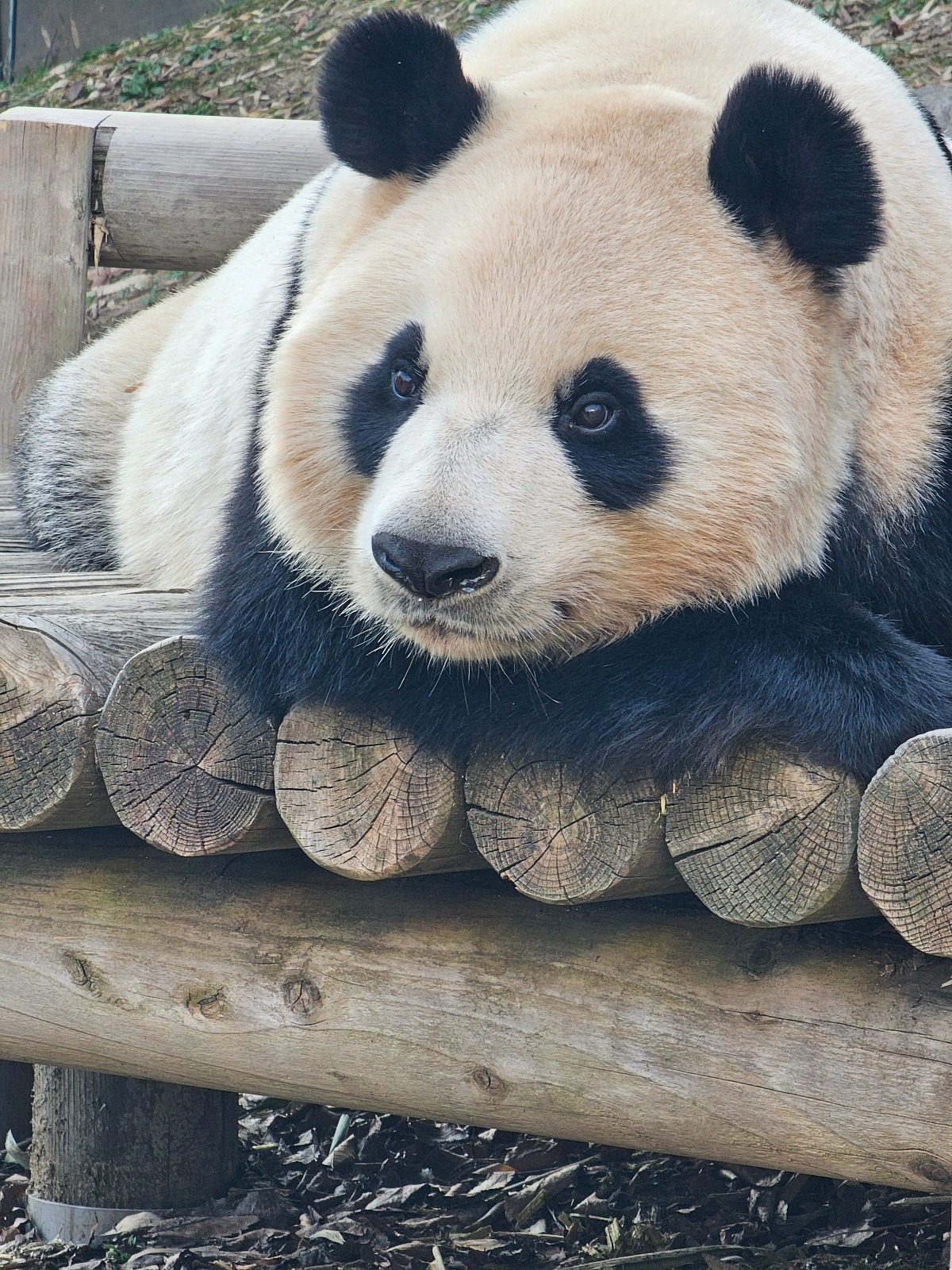 더쿠 - 오늘 사람 역대급이라 현줄 네번으로 마감...
