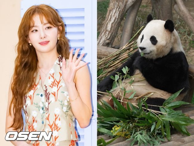 더쿠 레드벨벳 슬기 떠나는 푸바오 노래로 배웅‘넌 기쁨이자 행운이야 발매 공식 