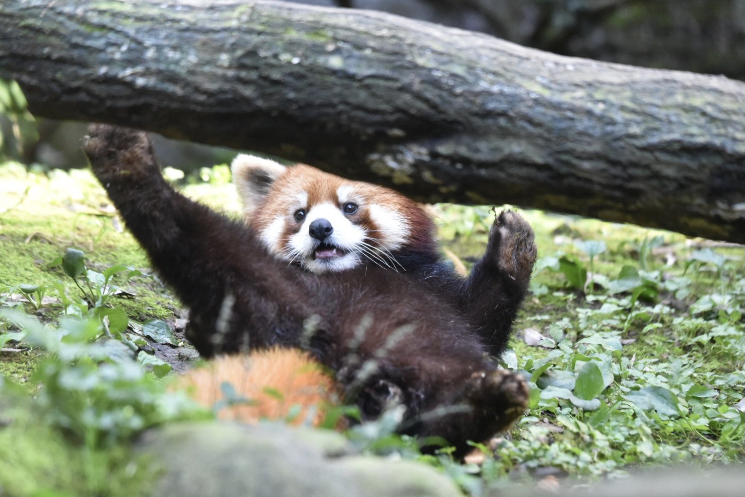 더쿠 푸릇푸릇한 야외방사장과 아주 잘 어울리는 붉은 털을 가진 서울대공원 레서판다 리안이 1살 시절