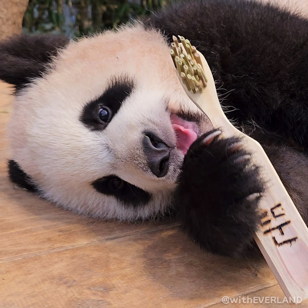 더쿠 - 오늘 아기판다 다이어리 시즌2&판다와쏭 예고.jpg