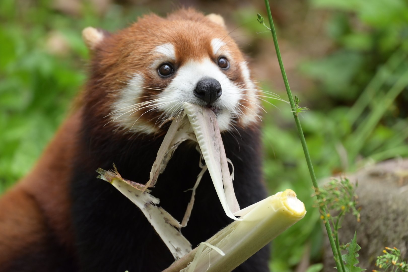 더쿠 푸릇푸릇한 야외방사장과 아주 잘 어울리는 붉은 털을 가진 서울대공원 레서판다 리안이 1살 시절