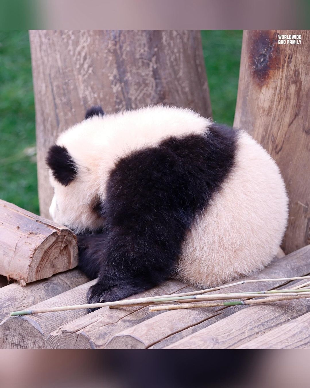 더쿠 - 후이 졸려요