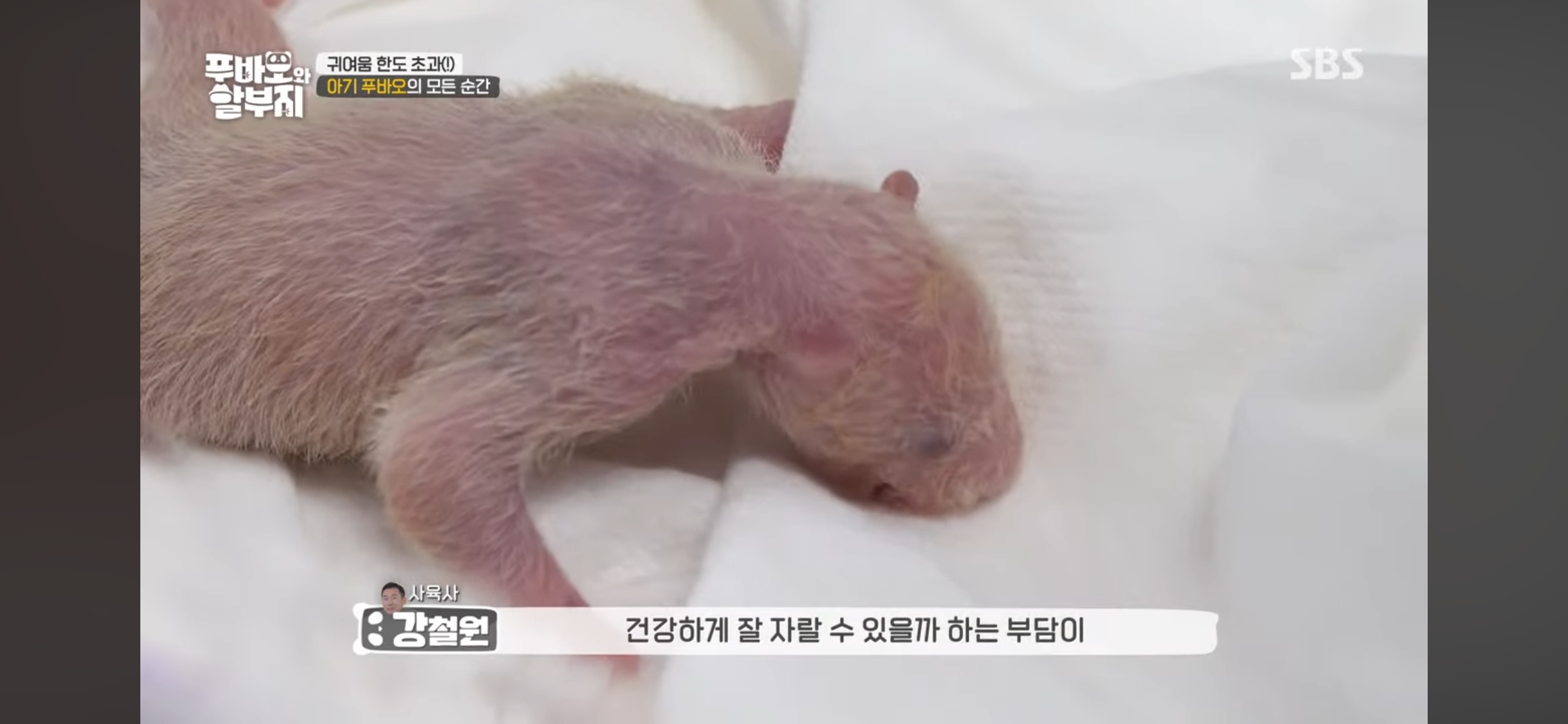 더쿠 강철원 사육사가 푸바오 키우면서 가장 힘들었던 시기