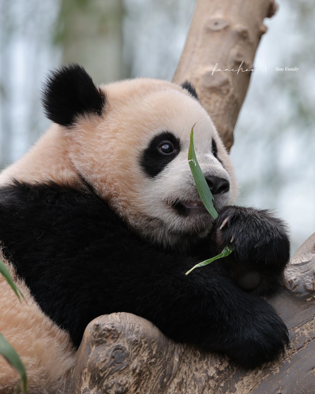 더쿠 - 후이 예쁜거 봐주겠오