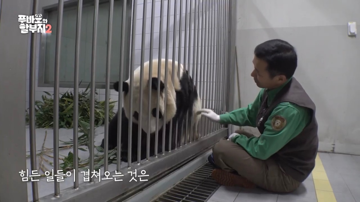 더쿠 강철원 사육사가 모친의 장례를 치르라는 권고에도 오늘 푸바오와의 동행을 결정한 이유
