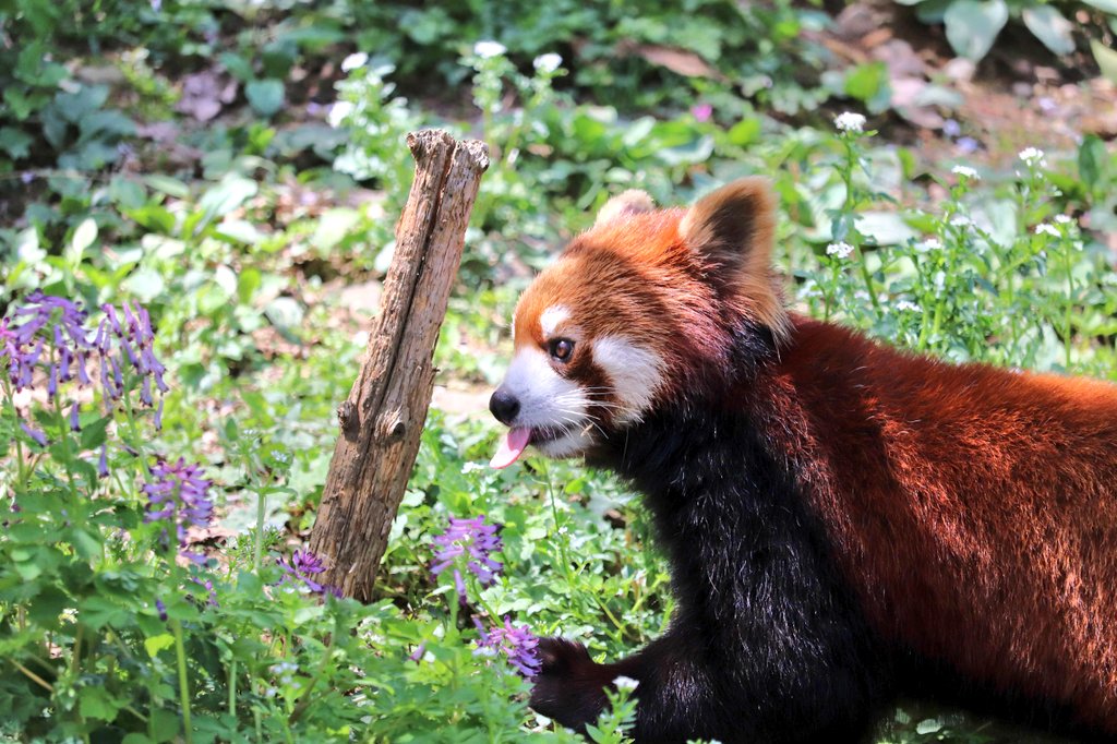 더쿠 푸릇푸릇한 야외방사장과 아주 잘 어울리는 붉은 털을 가진 서울대공원 레서판다 리안이 1살 시절