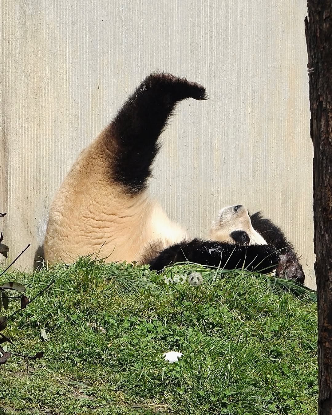더쿠 - 우리 푸바오 다리 기~~일어요
