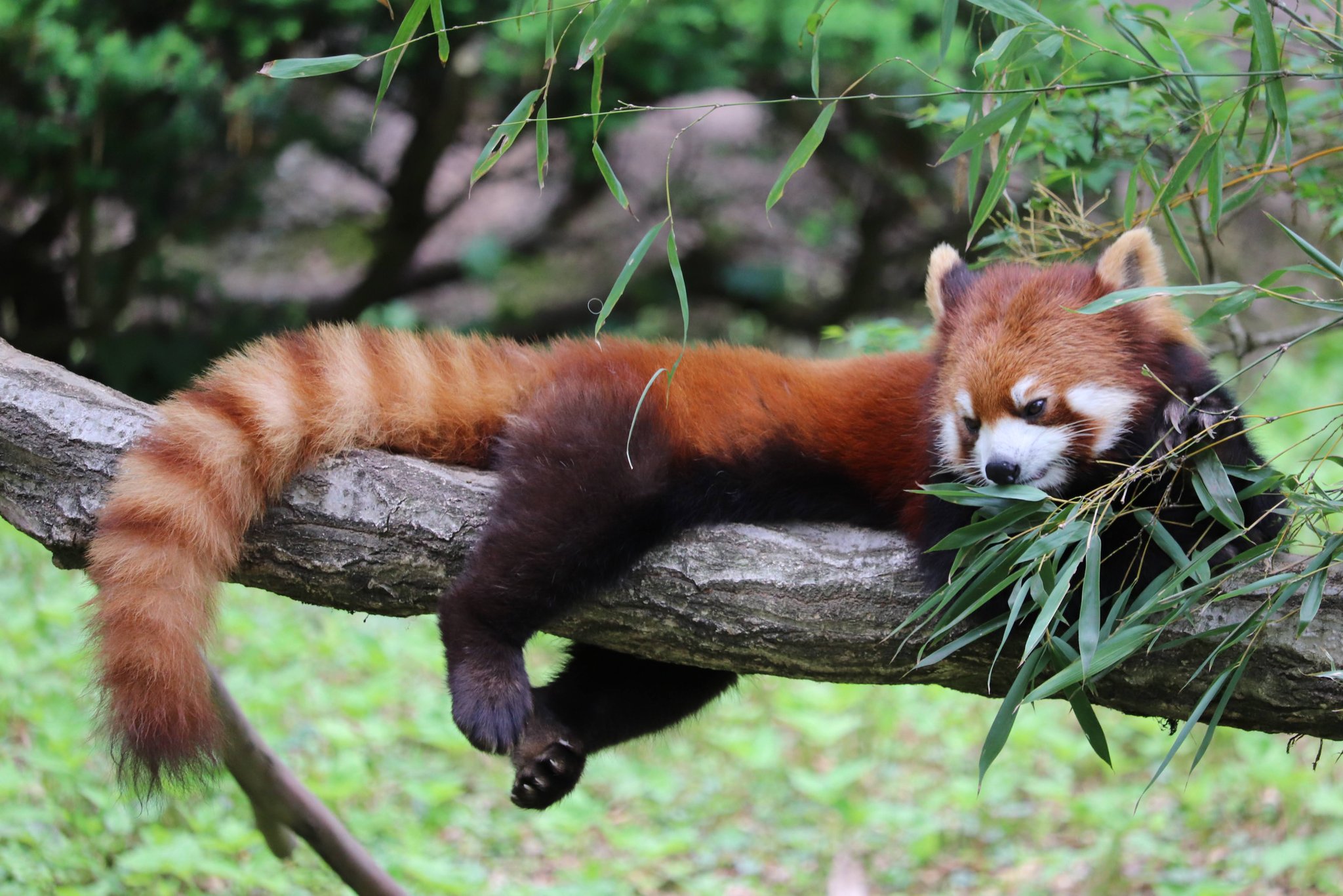 더쿠 푸릇푸릇한 야외방사장과 아주 잘 어울리는 붉은 털을 가진 서울대공원 레서판다 리안이 1살 시절