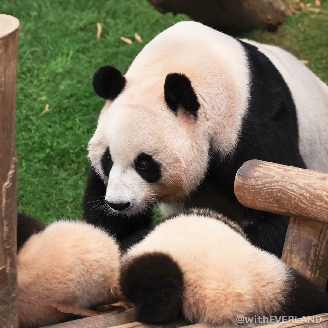 더쿠 - 오늘 아기판다 다이어리 시즌2&판다와쏭 예고.jpg