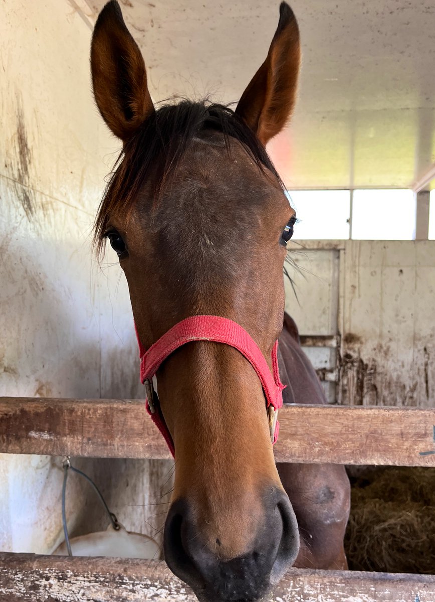 더쿠 - 쉰다고?(경주마)