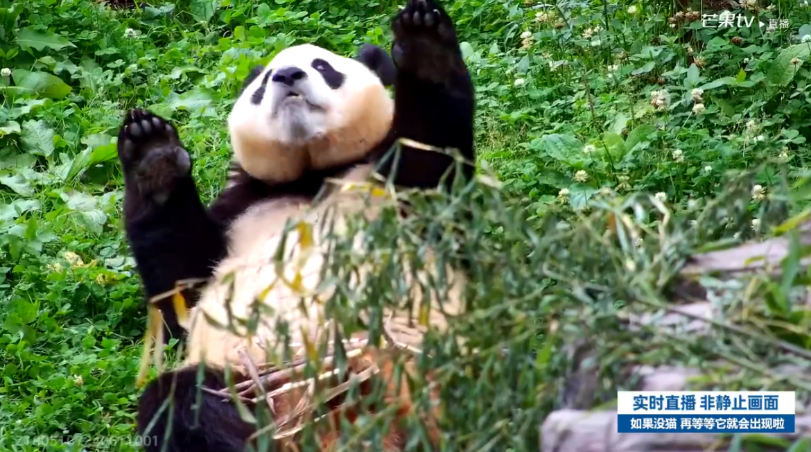 더쿠 - 죽순 먹방 시작ㅋㅋ