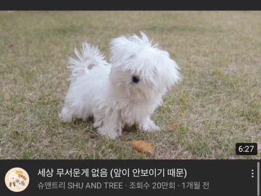 더쿠 - 세상 무서운게 없는 강아지.x