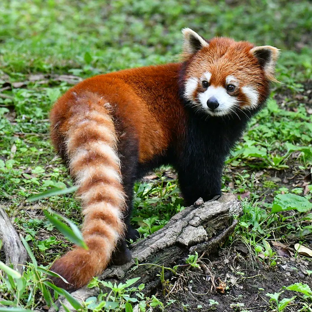 더쿠 푸릇푸릇한 야외방사장과 아주 잘 어울리는 붉은 털을 가진 서울대공원 레서판다 리안이 1살 시절
