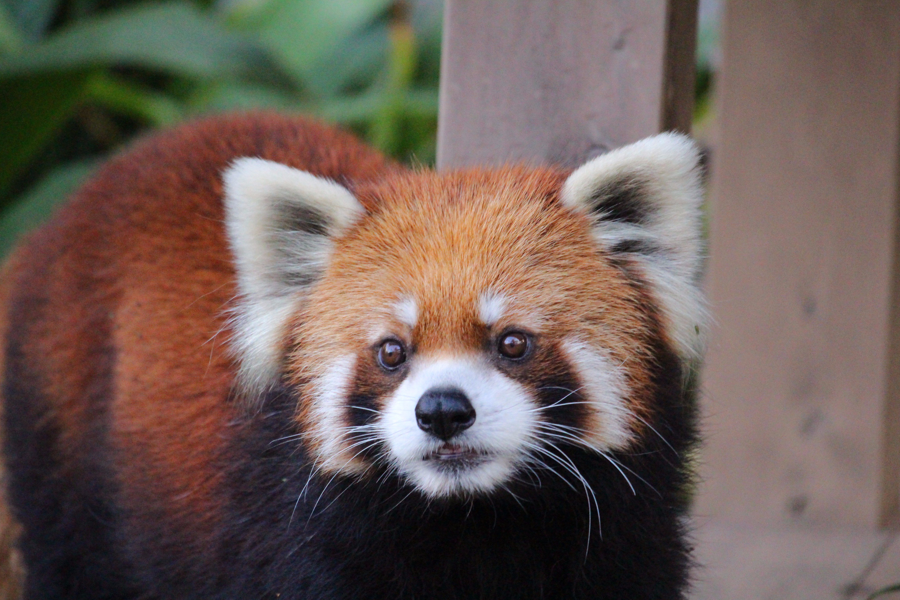 더쿠 - 사육사님 마중 나오는 귀요미 아빠 레서판다