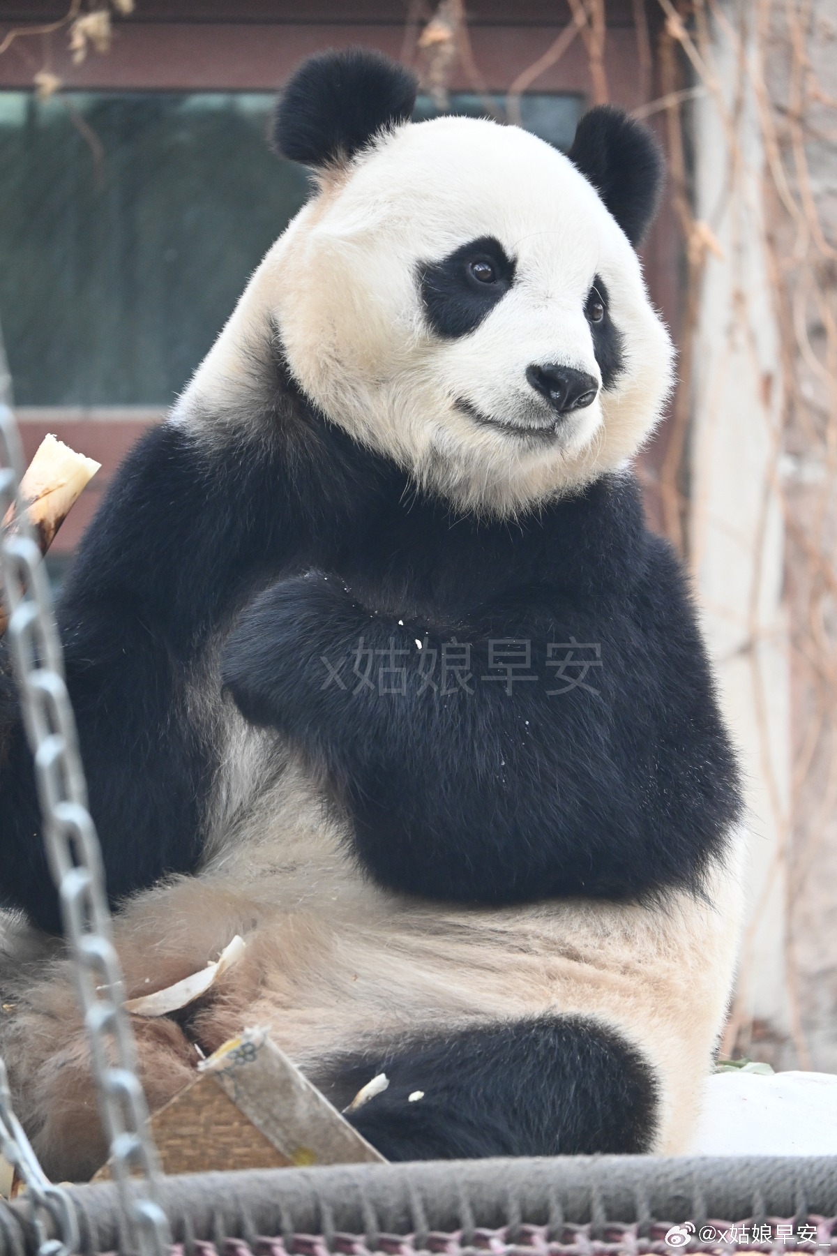 더쿠 이뻐이뻐 아이바오 여동생 이모바오 바이티엔