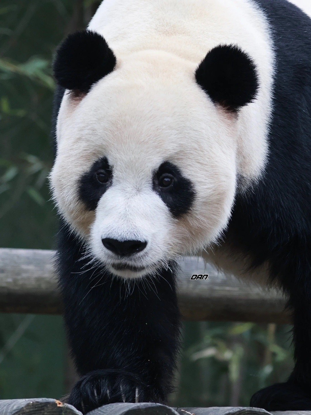 더쿠 - 세상에서 가장 잘생기고 완벽한 수컷 자이언트 판다