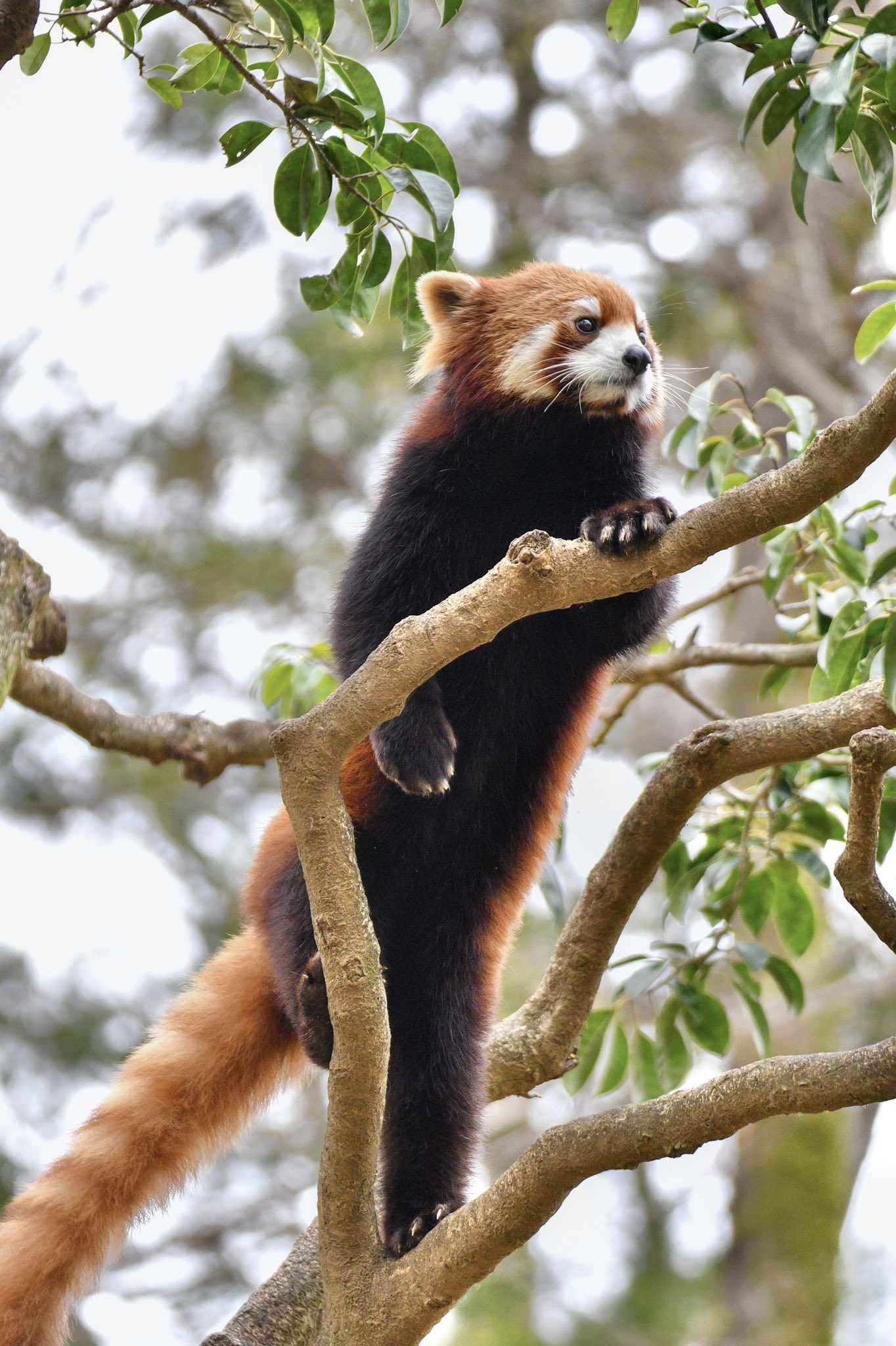 더쿠 푸릇푸릇한 야외방사장과 아주 잘 어울리는 붉은 털을 가진 서울대공원 레서판다 리안이 1살 시절