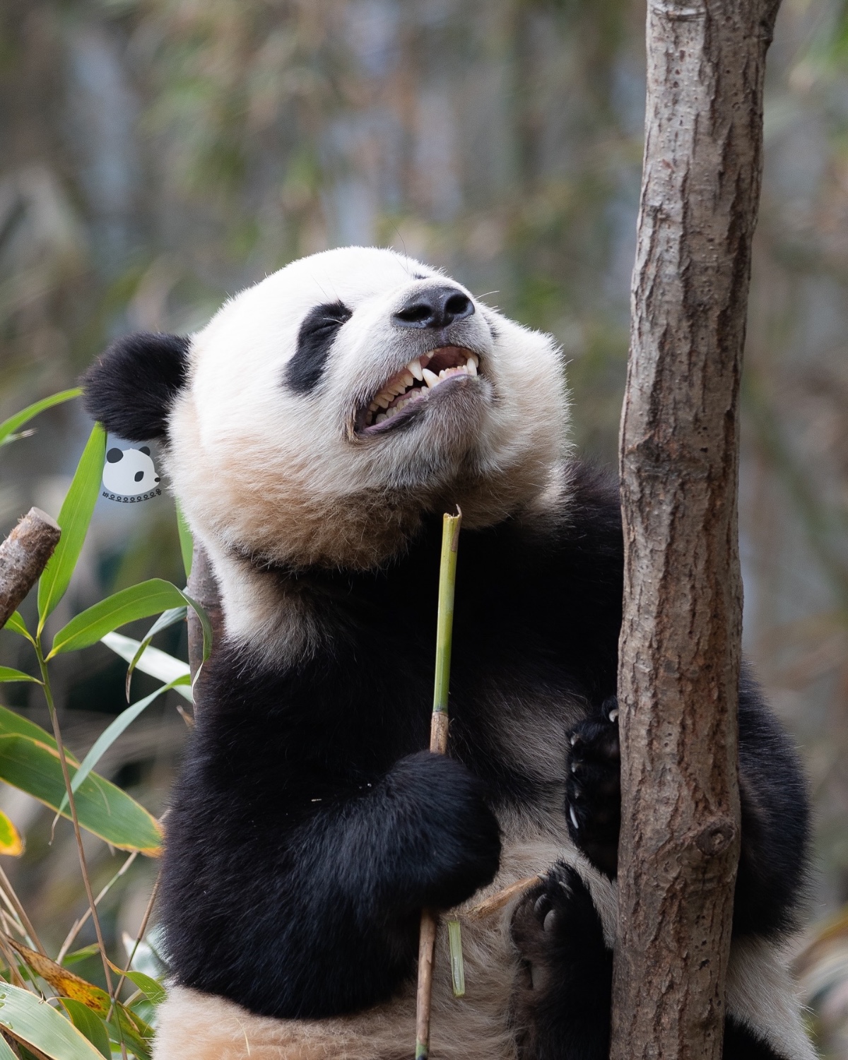 더쿠 - 이제 걍 송바오는 할부지 취급도 안해주능게 웃김 ㅜㅜㅋㅋ