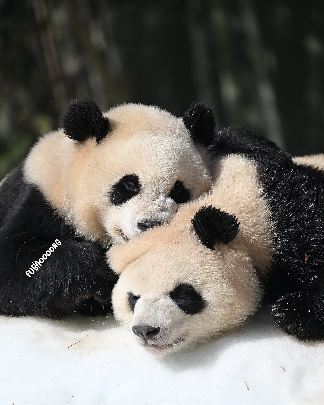 더쿠 - 둉탱아 원하는만큼 하걸아