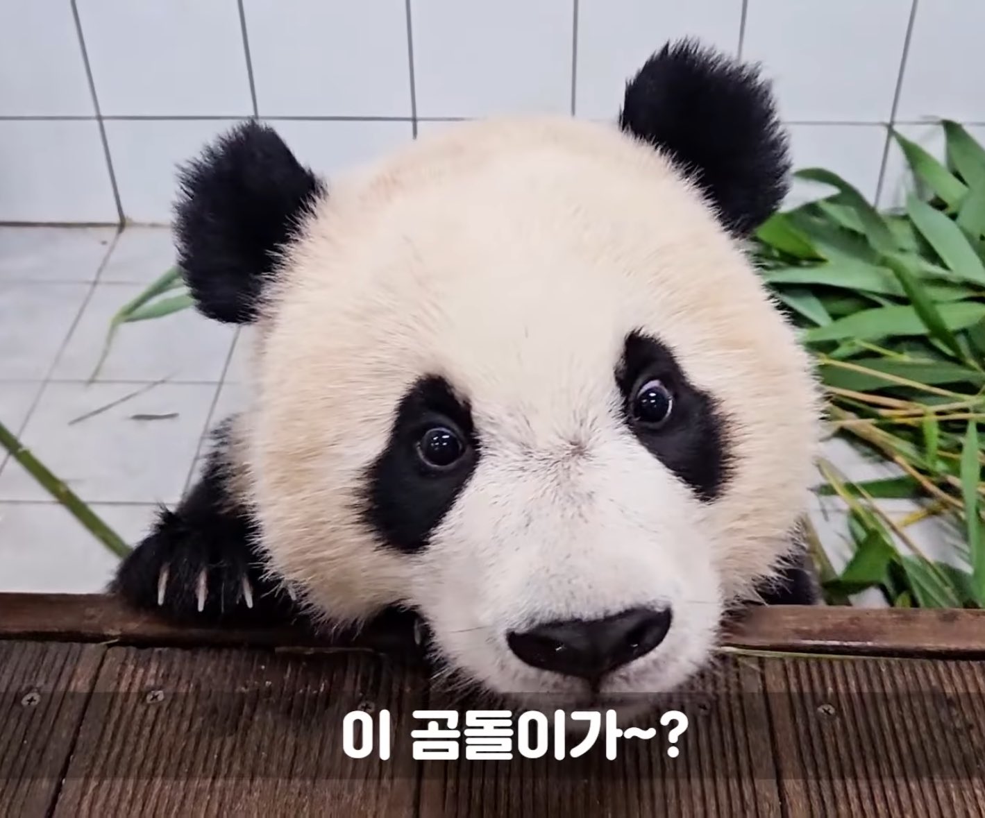 더쿠 - 이 곰돌이가~?