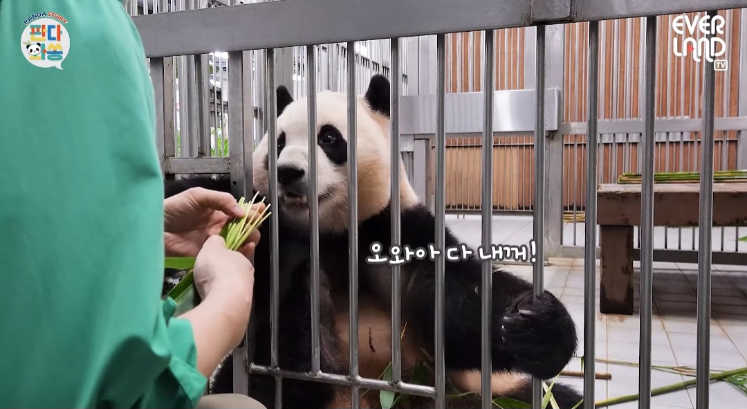 더쿠 할부지 말하는데 댓잎 달라고 냅다 입 벌리는 푸바오 ㅋㅋㅋㅋㅋ 